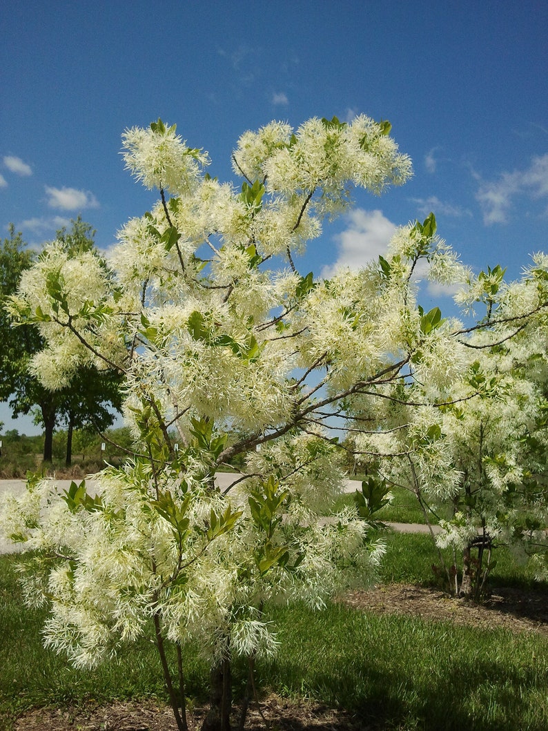 Fringe Tree Chionanthus Virginicus 10 Seeds free US Shipping | Etsy