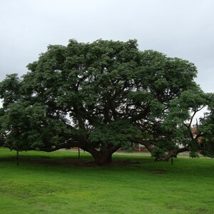 Monkey Earpod Tree Enterolobium Contortisiliquum 20 Seeds - Etsy