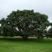 Monkey Earpod Tree Enterolobium Contortisiliquum 20 Seeds USA Company ...