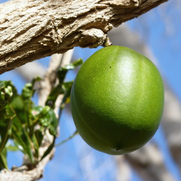 Fruit Tree Seeds - Etsy