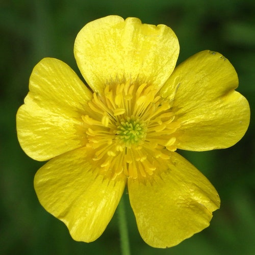Meadow Buttercup Giant Ranunculus Acris 25 Seeds E 203 - Etsy