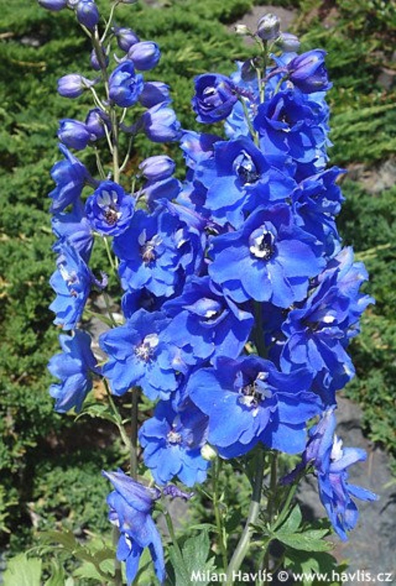 Blue Bird Delphinium Larkspur Delphinium cultorum 20 | Etsy