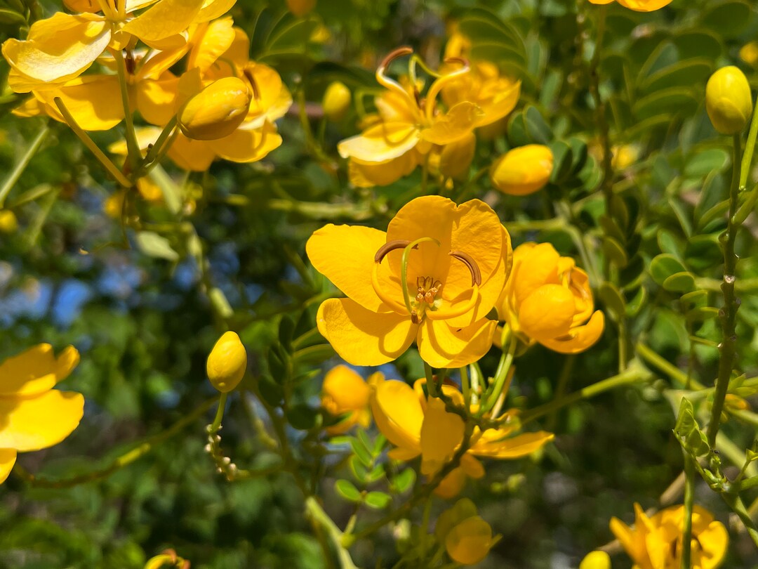 Butterfly Bush Senna Pendula 10 Seeds - Etsy