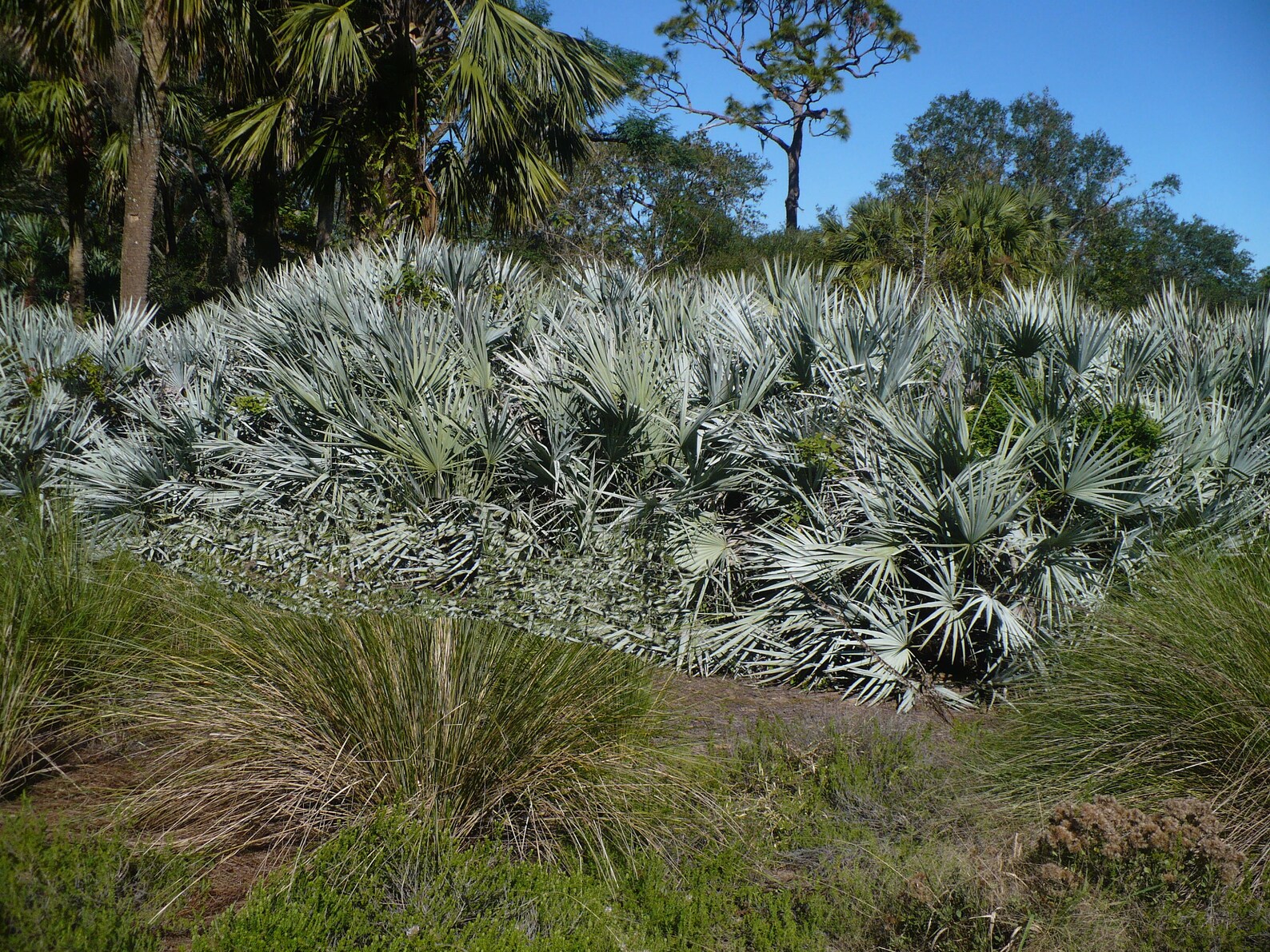 Silver Saw Palmetto Serenoa Repens 10 Seeds - Etsy