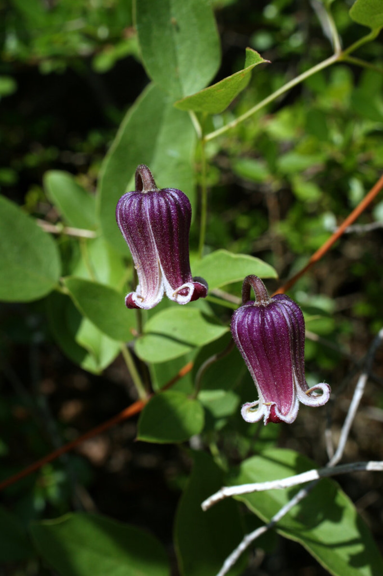Netleaf Leather Flower Clematis Reticulata Organic 10 Seeds - Etsy