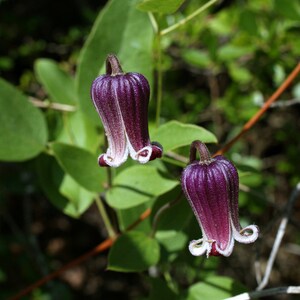 Netleaf Leather Flower Clematis Reticulata 20 Seeds - Etsy