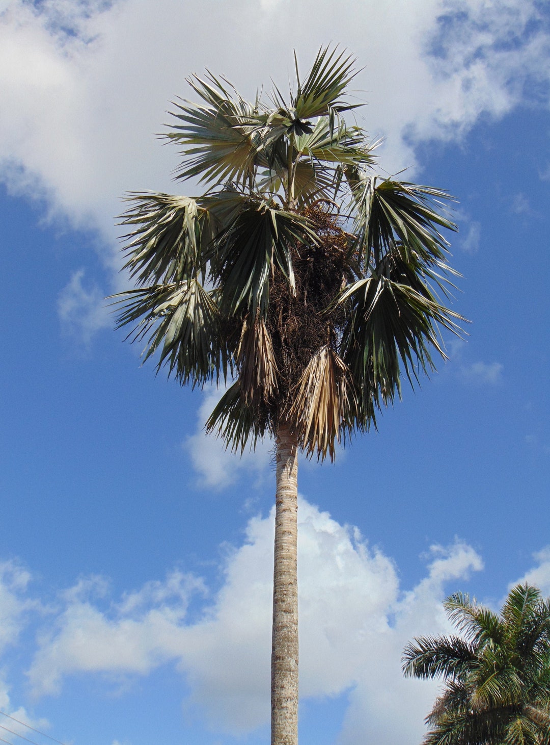 Key Thatch Palm Thrinax Morrisii 10 Seeds USA Company - Etsy