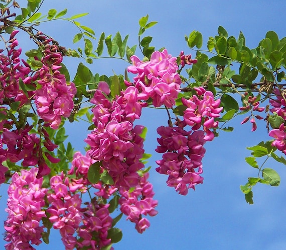 Rose Acacia Bristly Locust Robinia Hispida 10 Seeds free US - Etsy