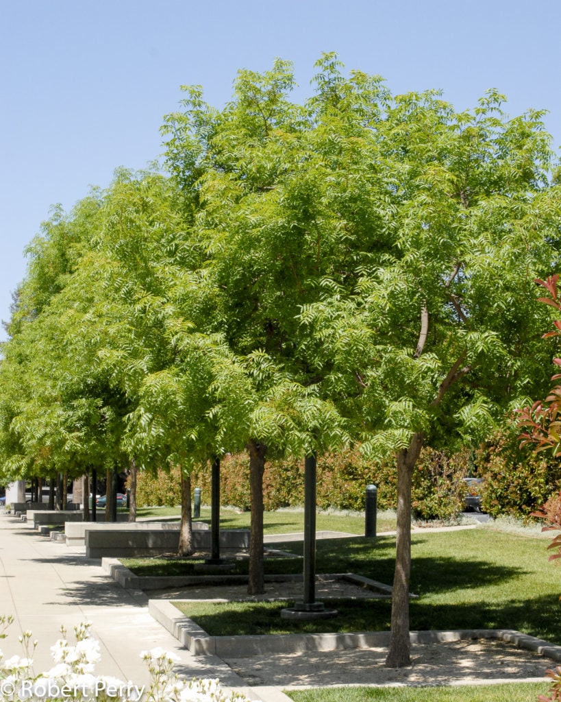 Pistacia Chinensis Keith Davey