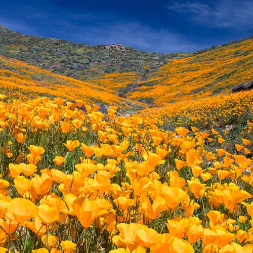 Golden California Poppy Flower eschscholzia Californica - Etsy