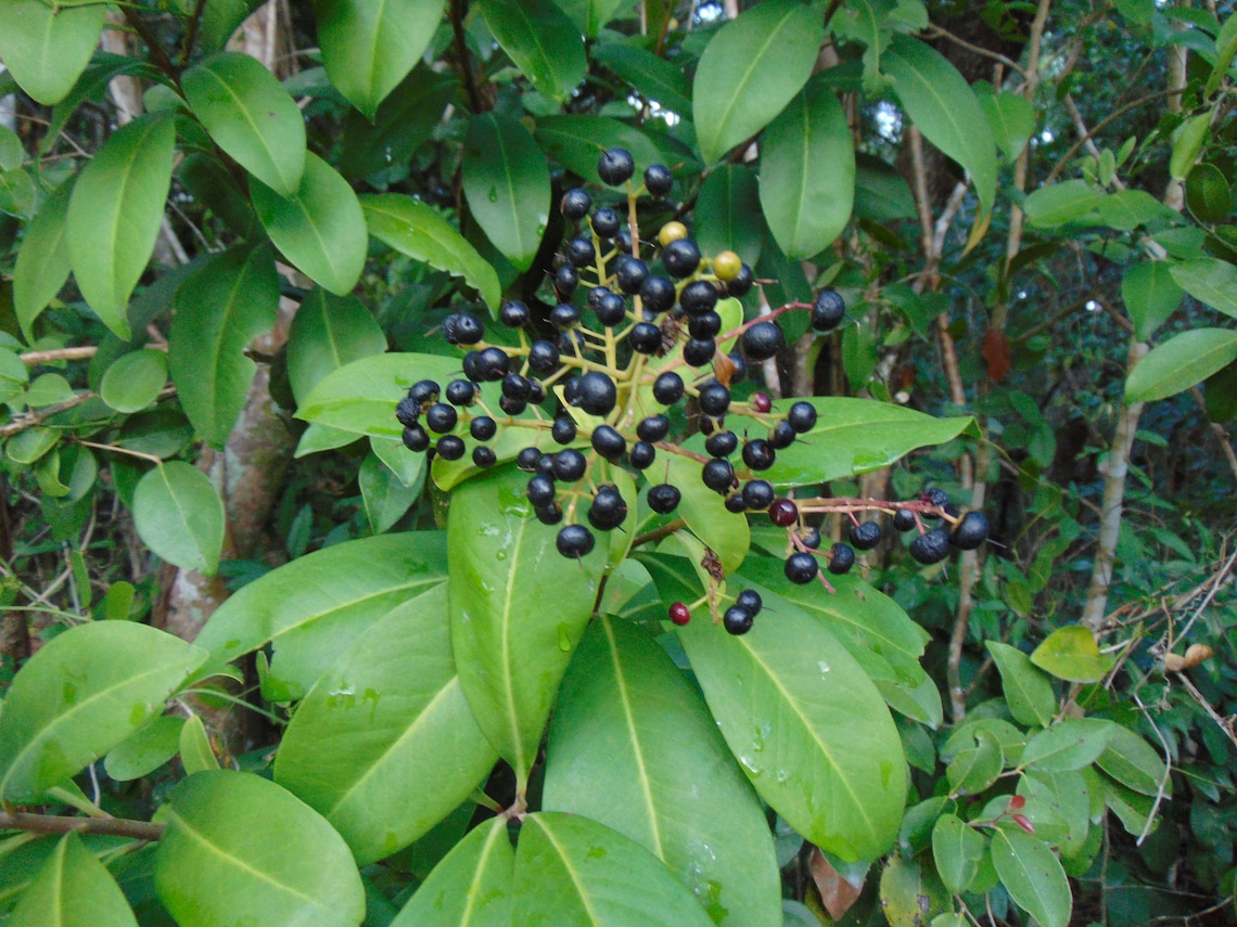 Marlberry Ardisia Escallonioides 20 Seeds - Etsy