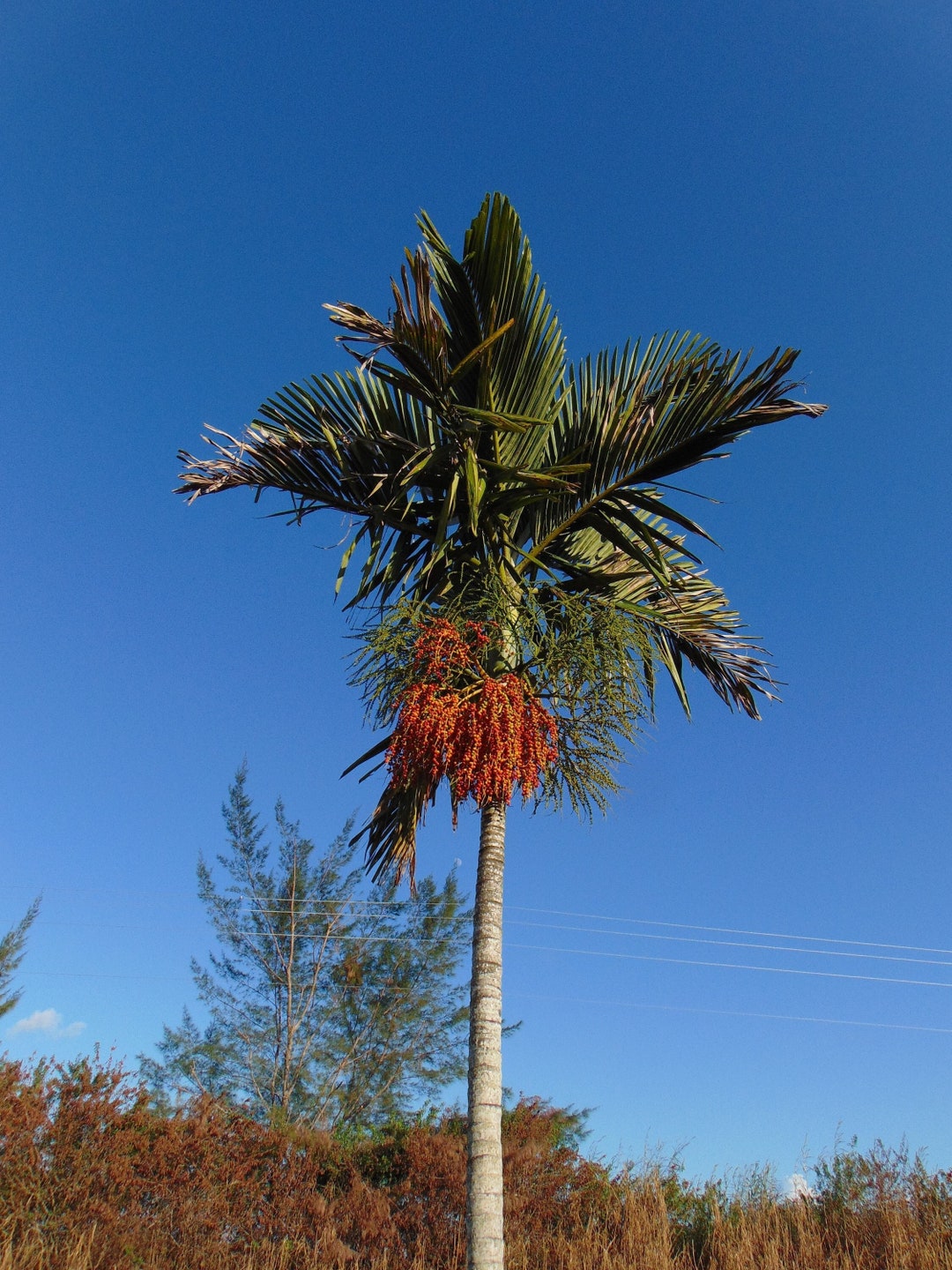 Alexander Palm Solitaire Palm Ptychosperma Elegans 20 Seeds - Etsy