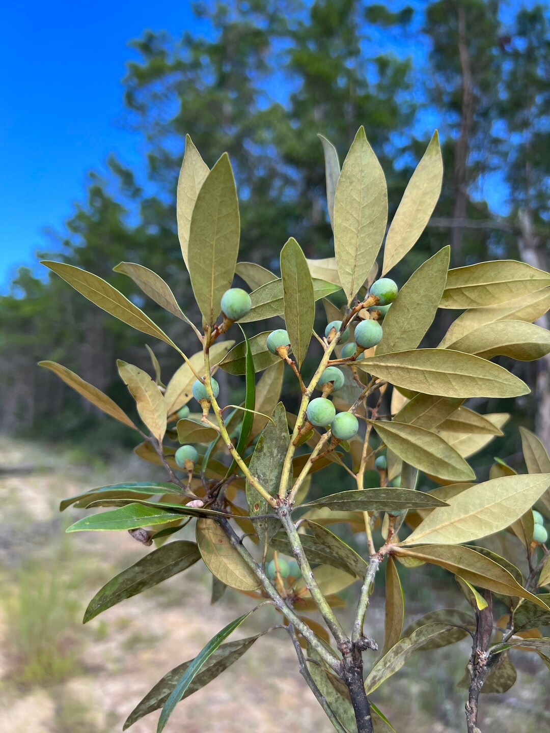 Silk Bay Persea Humilis 20 Seeds - Etsy