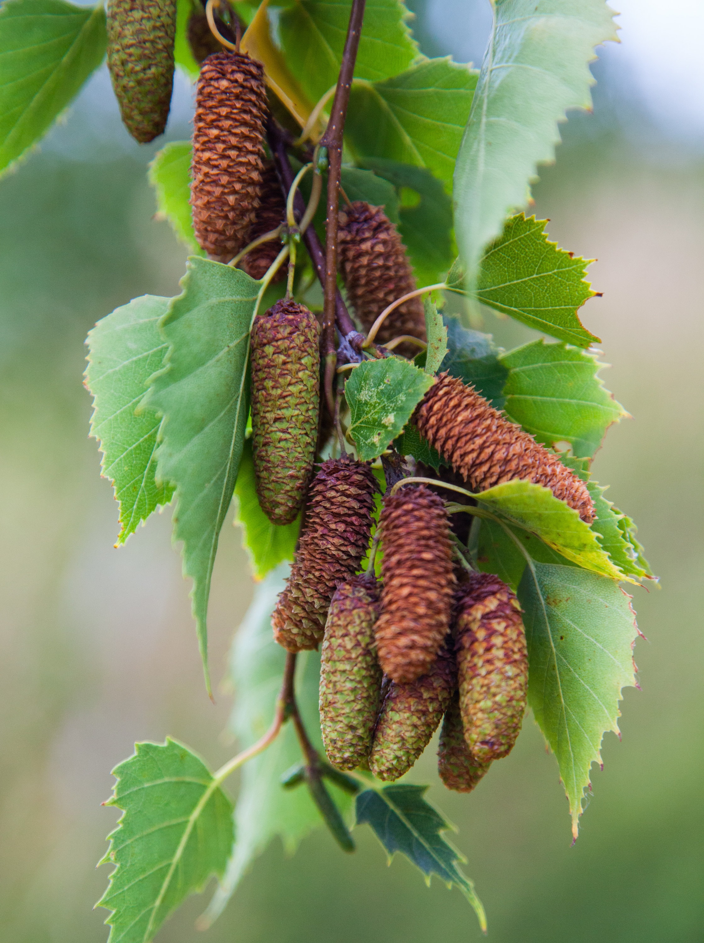 Abedul Plateado Abedul Blanco Betula Pendula 20 Semillas - Etsy España