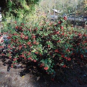 Red Clusterberry Cotoneaster Parneyi 100 Seeds USA Company - Etsy