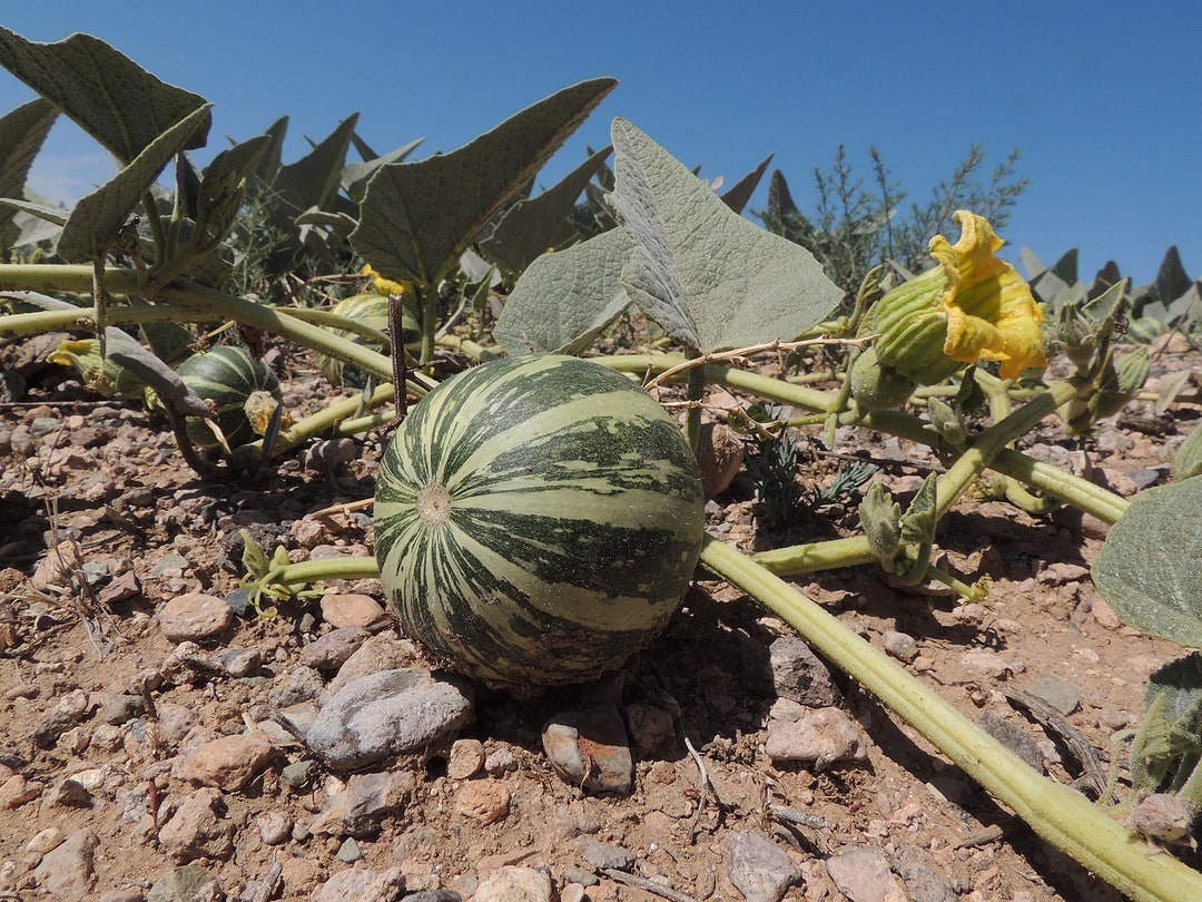 Buffalo Gourd 10 Seeds Cucurbita Foetidissima - Etsy