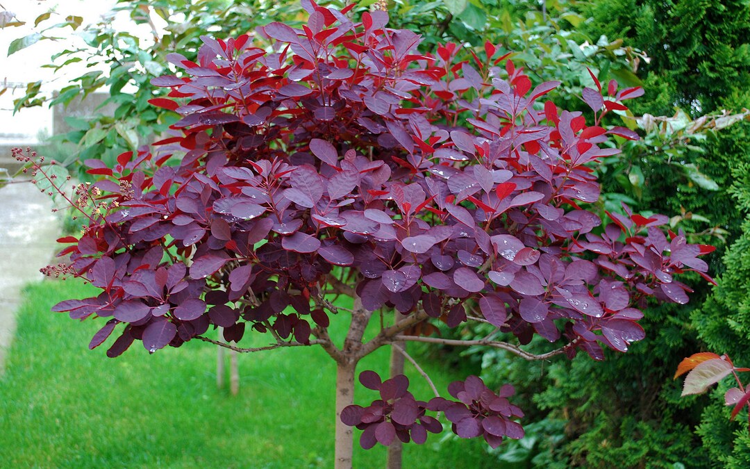 Purple Smoke Tree Cotinus Coggygria 100 Seeds - Etsy