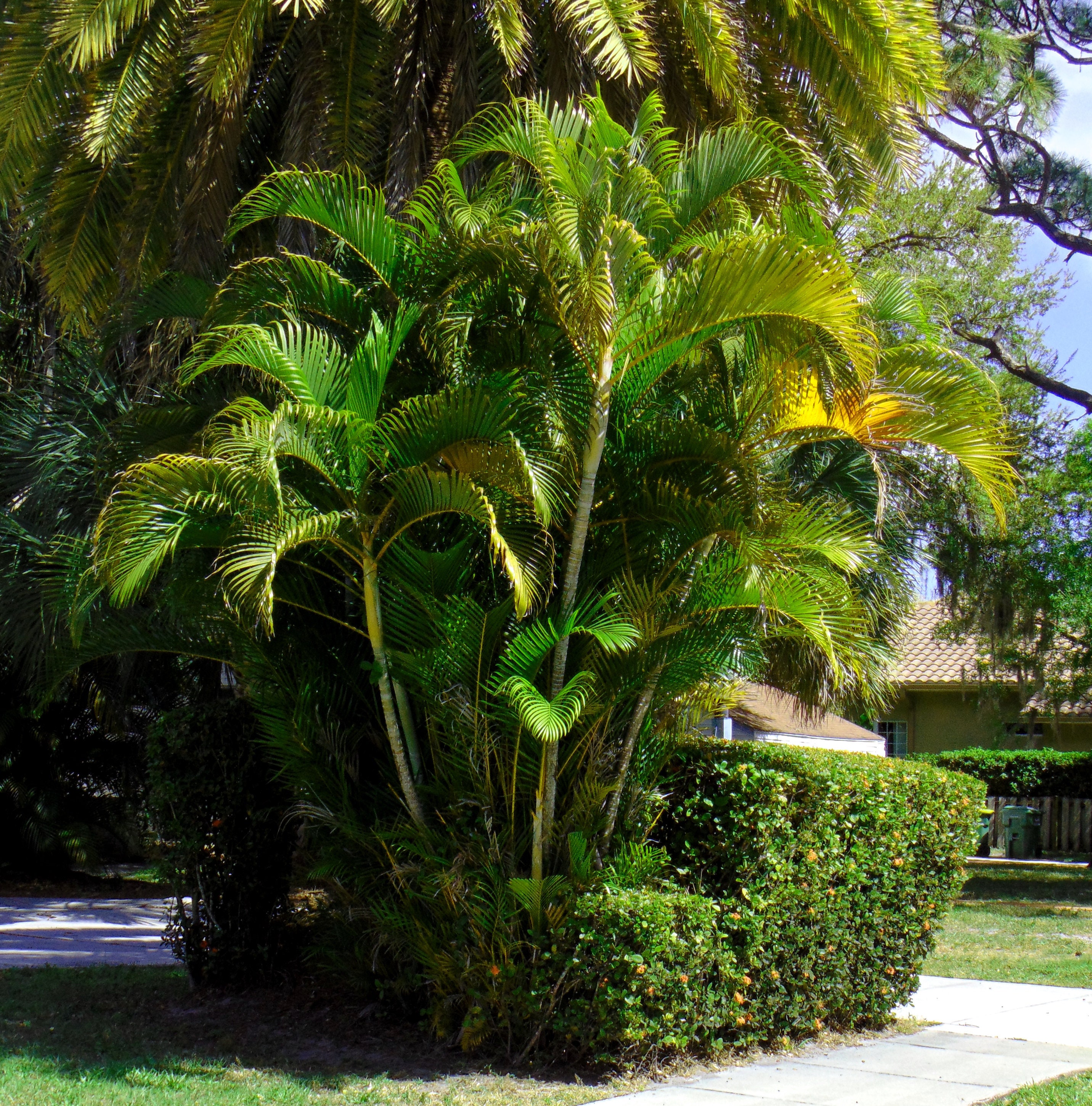 Areca Palm Butterfly Palm Chrysalidocarpus Lutescens 100 Seeds Free US Shipping