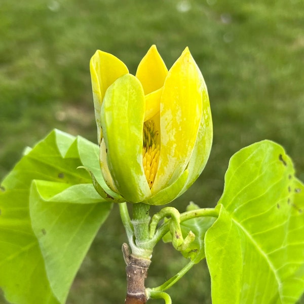 Magnolia Tree - Etsy