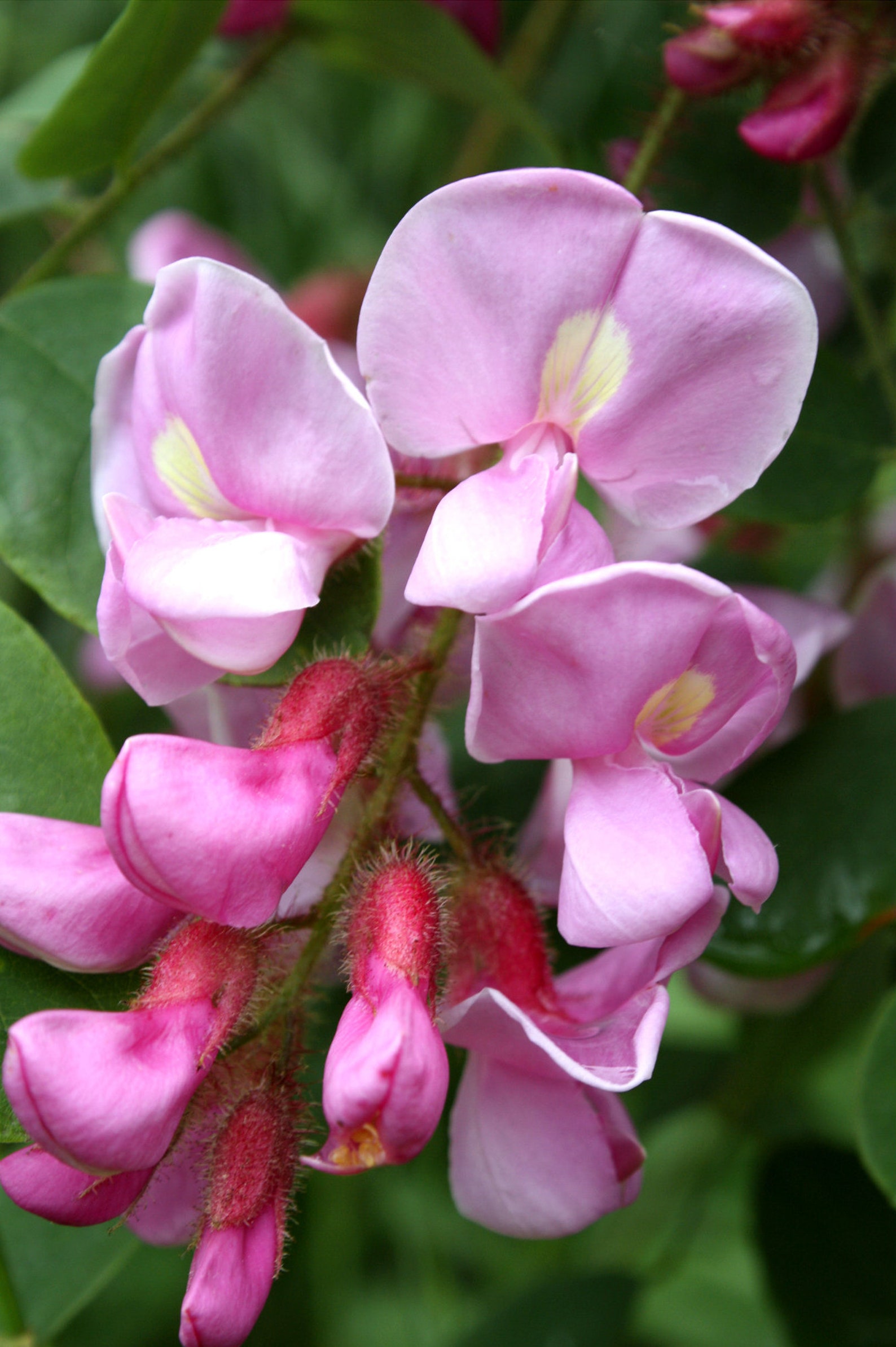 Rose Acacia Bristly Locust Robinia Hispida 20 Seeds USA Company - Etsy