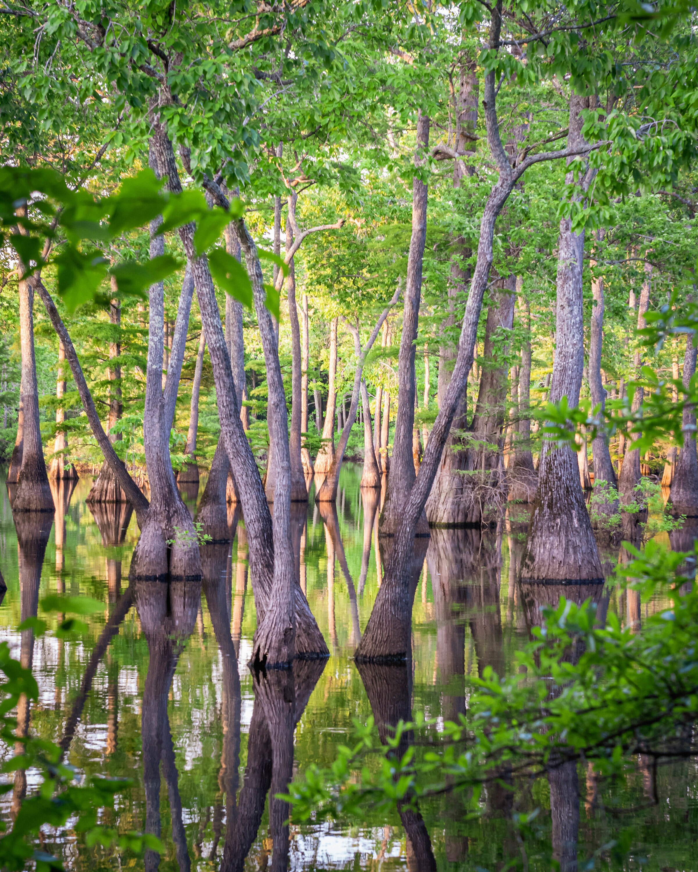 Water Tupelo Nyssa Aquatica Rare 10 Samen Kostenloser US | Etsy