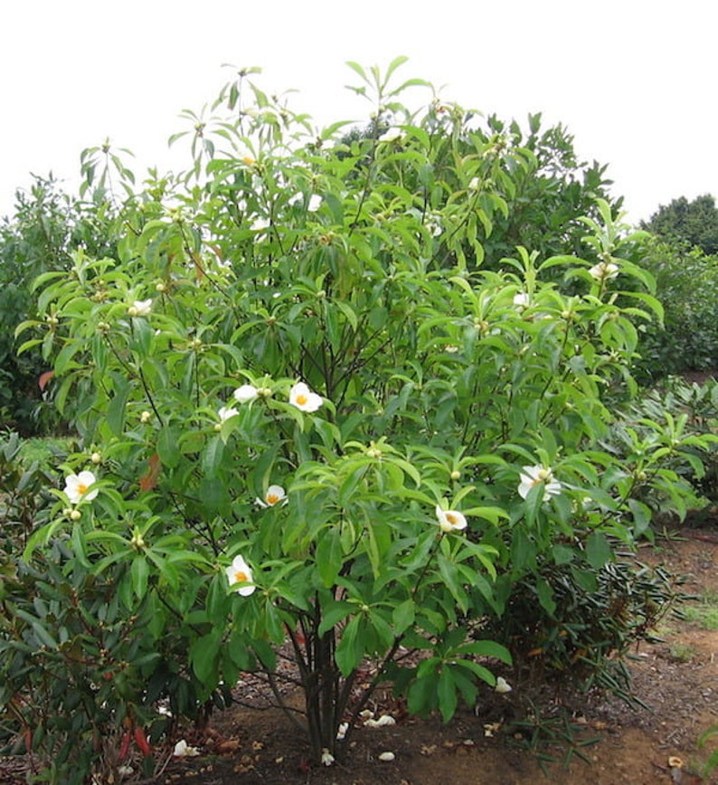 Franklin Tree Franklinia Alatamaha 10 Seeds - Etsy