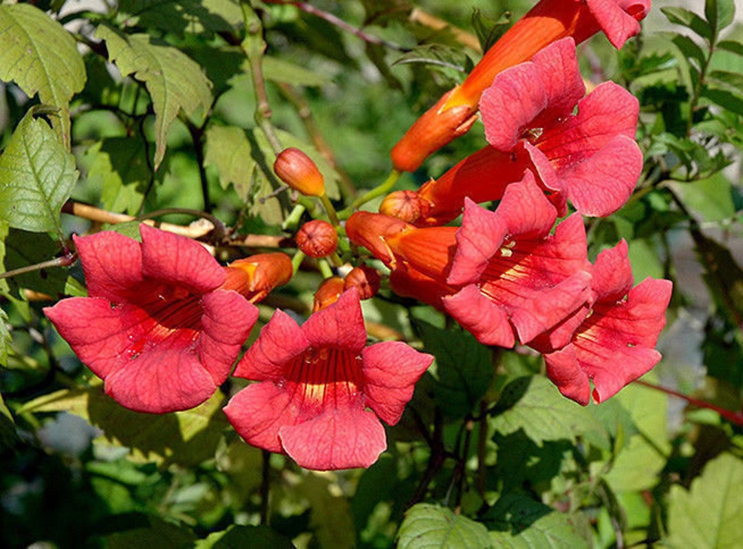 Trumpet Vine Trumpet Creeper Campsis Radicans 100 Seeds - Etsy