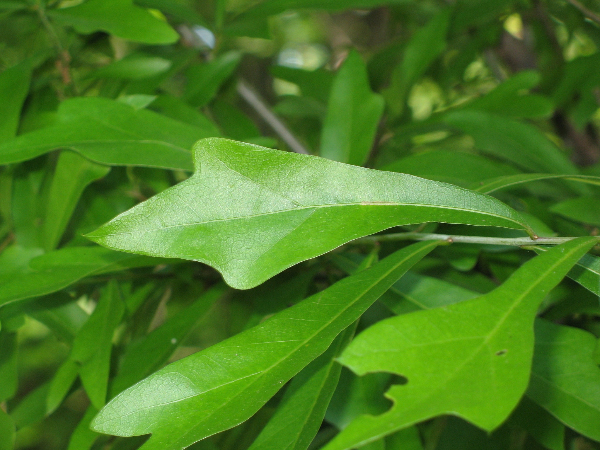 Water Oak Tree Leaves