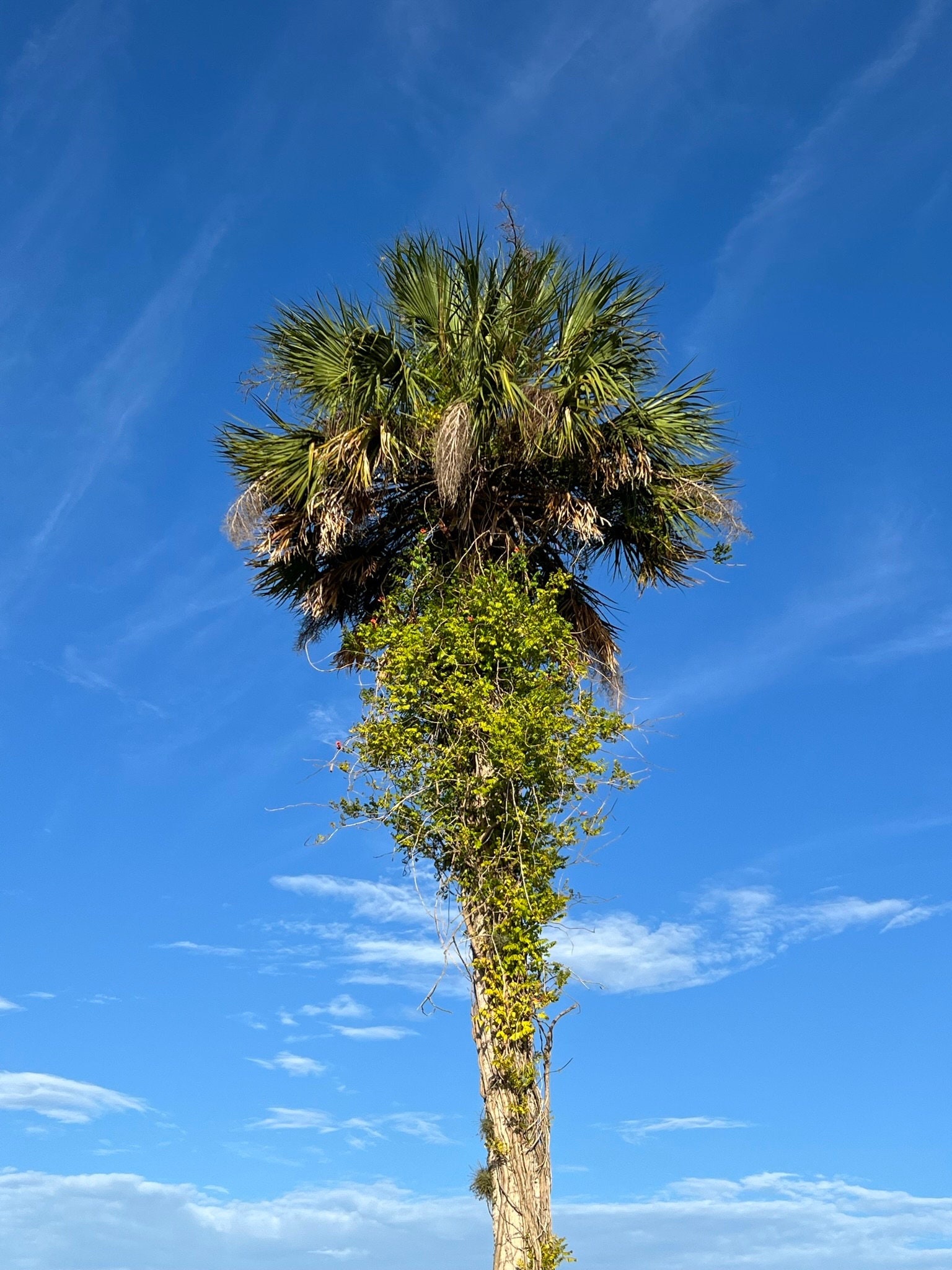 Sabal Palm Cabbage Palm Sabal Palmetto 20 Seeds - Etsy