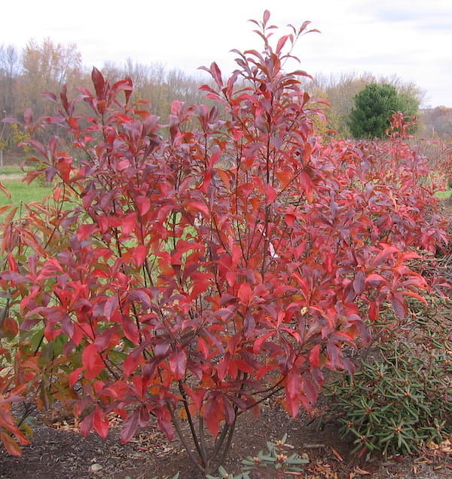 Franklin Tree Franklinia Alatamaha 10 Seeds - Etsy