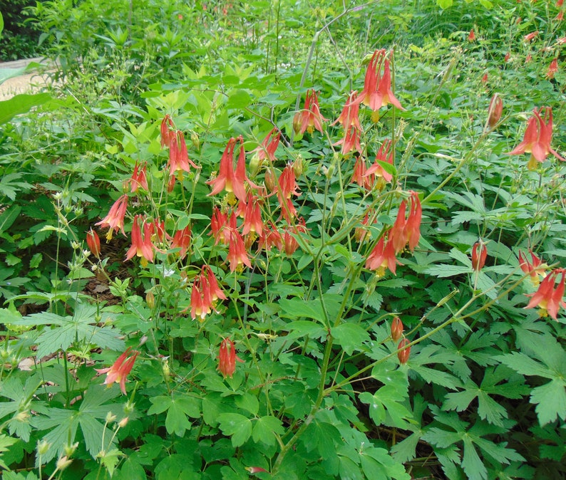 Wild Columbine Eastern Red Columbine Aquilegia Canadensis 20 - Etsy