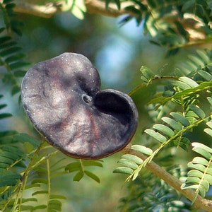 Monkey Earpod Tree Enterolobium Contortisiliquum 20 Seeds - Etsy