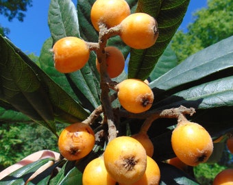 Dwarf Loquat Tree - Etsy