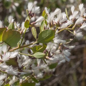 Groundsel Tree Eastern Baccharis Baccharis Halimifolia 100 Seeds - Etsy