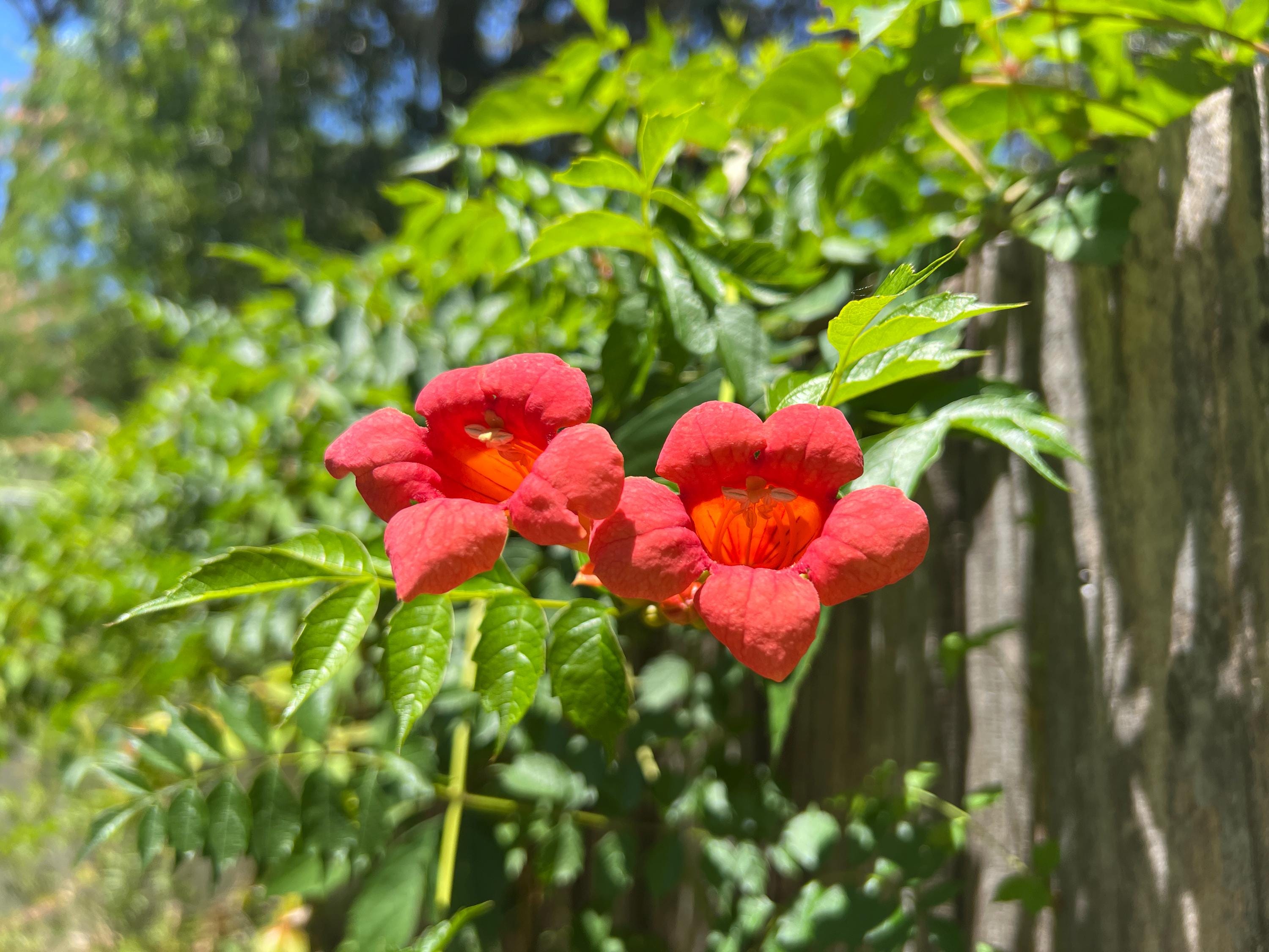 Trumpet Vine Seeds 100+ Trumpet Creeper Vine Seeds (Campsis Radicans ...