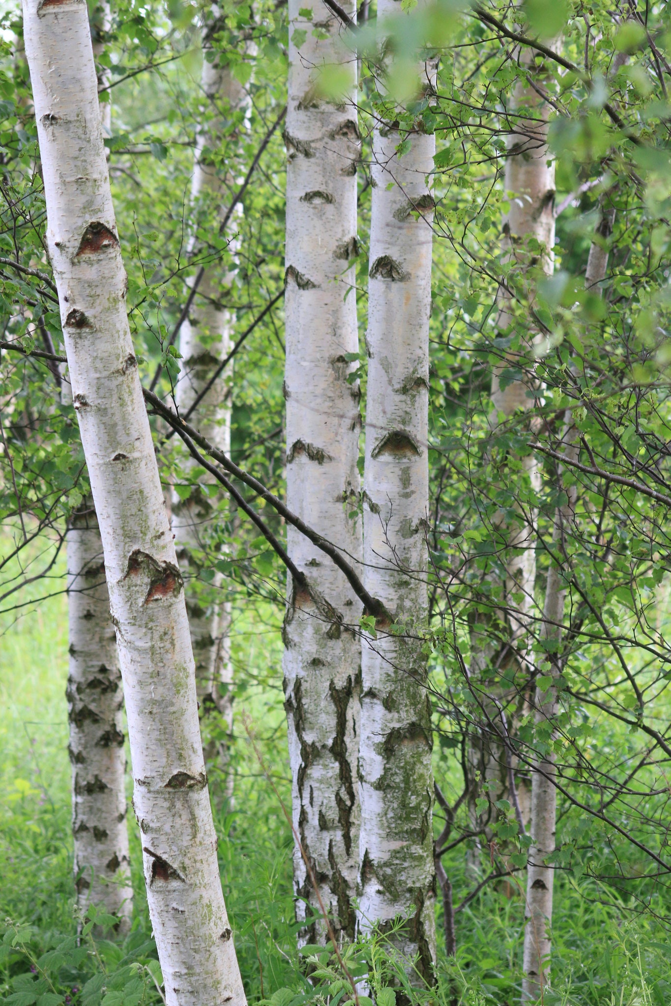 Abedul Plateado Abedul Blanco Betula Pendula 20 Semillas - Etsy España
