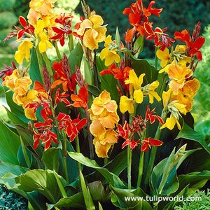 Dwarf Canna Mix Canna X Generalis 10 Seeds - Etsy