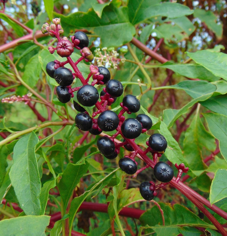 American Pokeweed Phytolacca Americana Organic 50 100 Seeds - Etsy