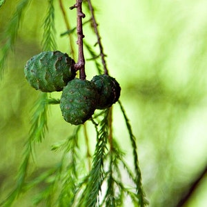 Montezuma Cypress Taxodium Mucronatum 100 Seeds - Etsy