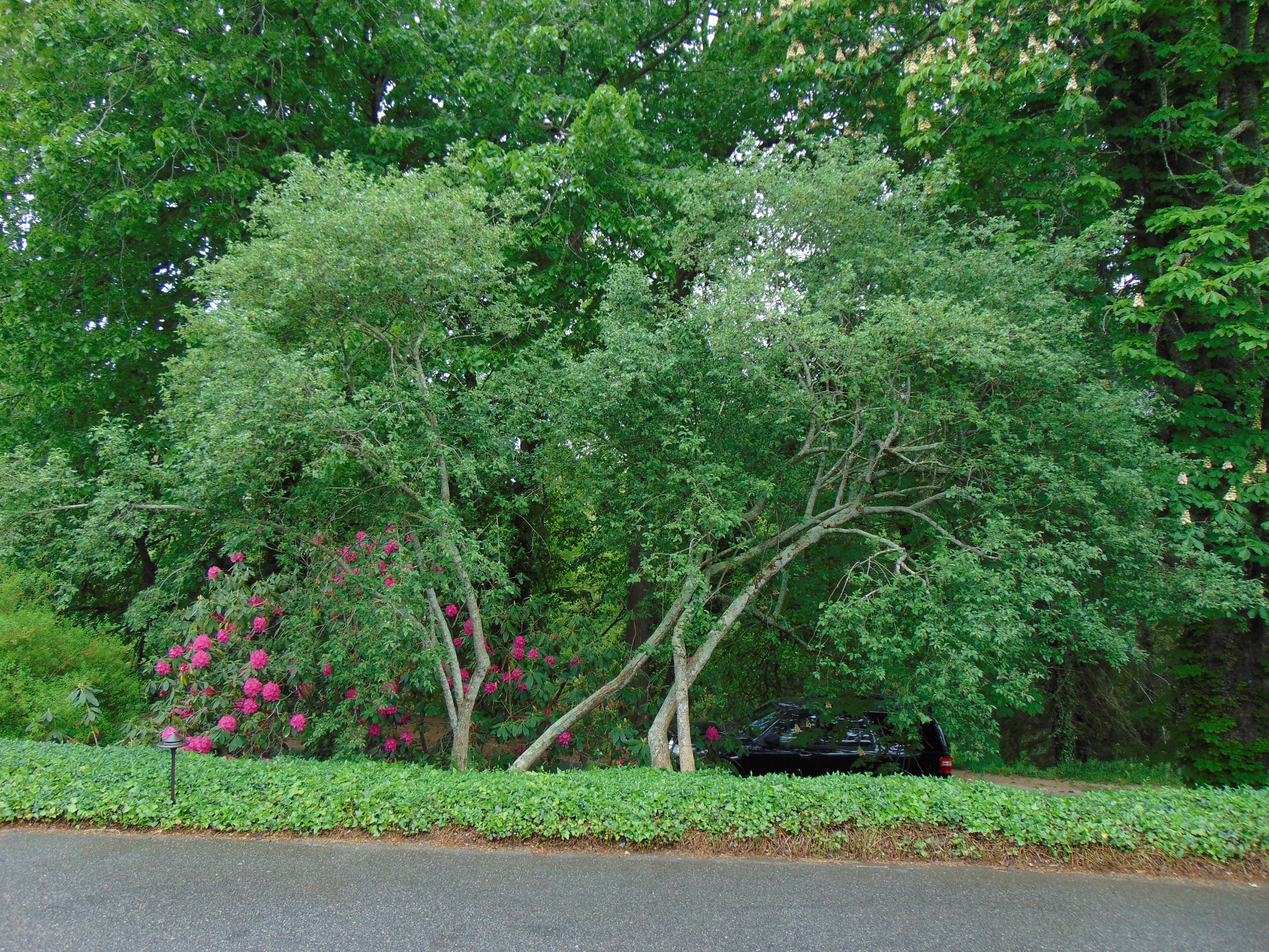 European Spindle Tree Euonymus Europaeus 10 Seeds free US | Etsy