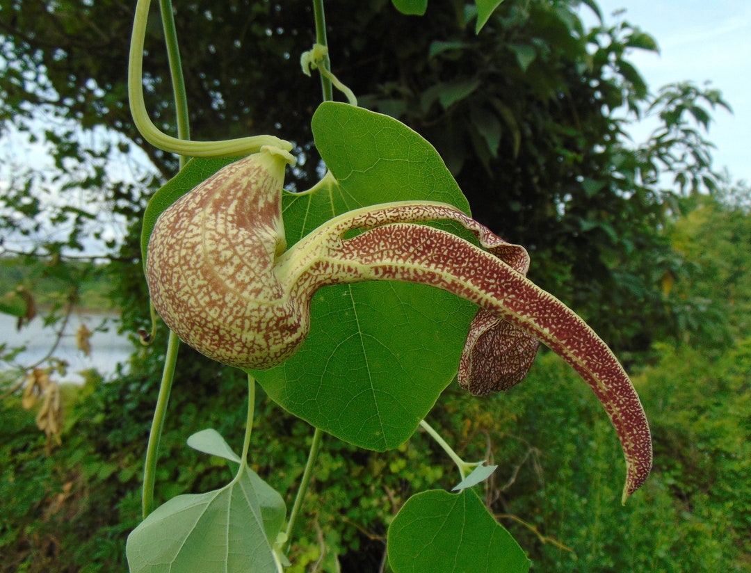 Mottled Dutchmans Pipe Aristolochia Ringens 20 Seeds USA Company - Etsy