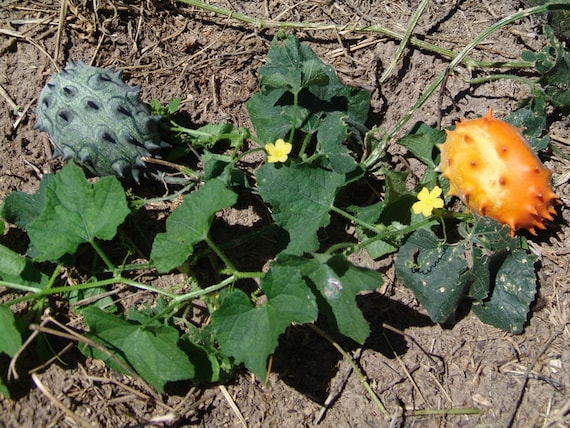 Kiwano Tree