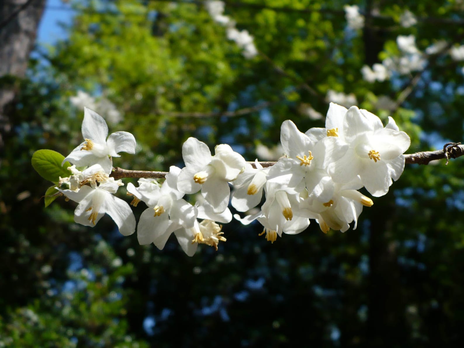 Two-wing Silverbell Halesia Diptera 10 Seeds free US | Etsy Australia