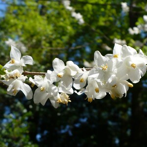 Two-wing Silverbell Halesia Diptera 10 Seeds - Etsy Australia