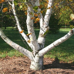 Paper Birch Betula Papyrifera 1000 Seeds - Etsy
