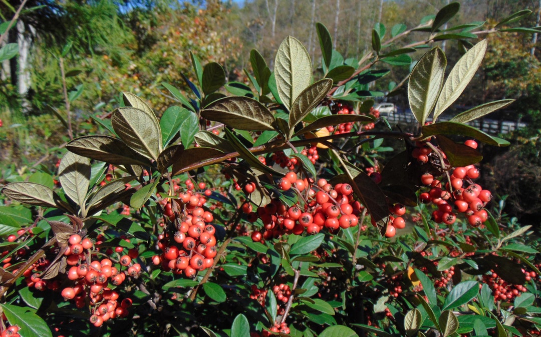 Red Clusterberry Cotoneaster Parneyi 100 Seeds USA Company - Etsy