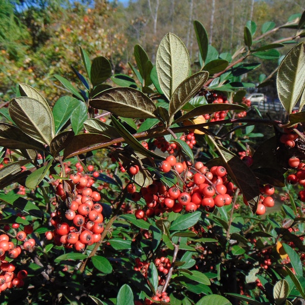 Cotoneaster - Etsy