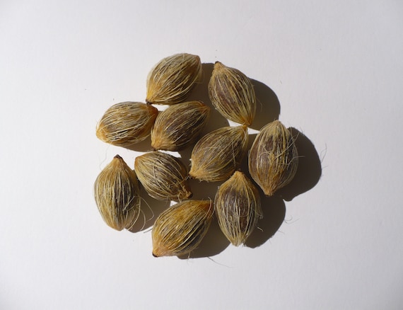 Royal Palm Seeds