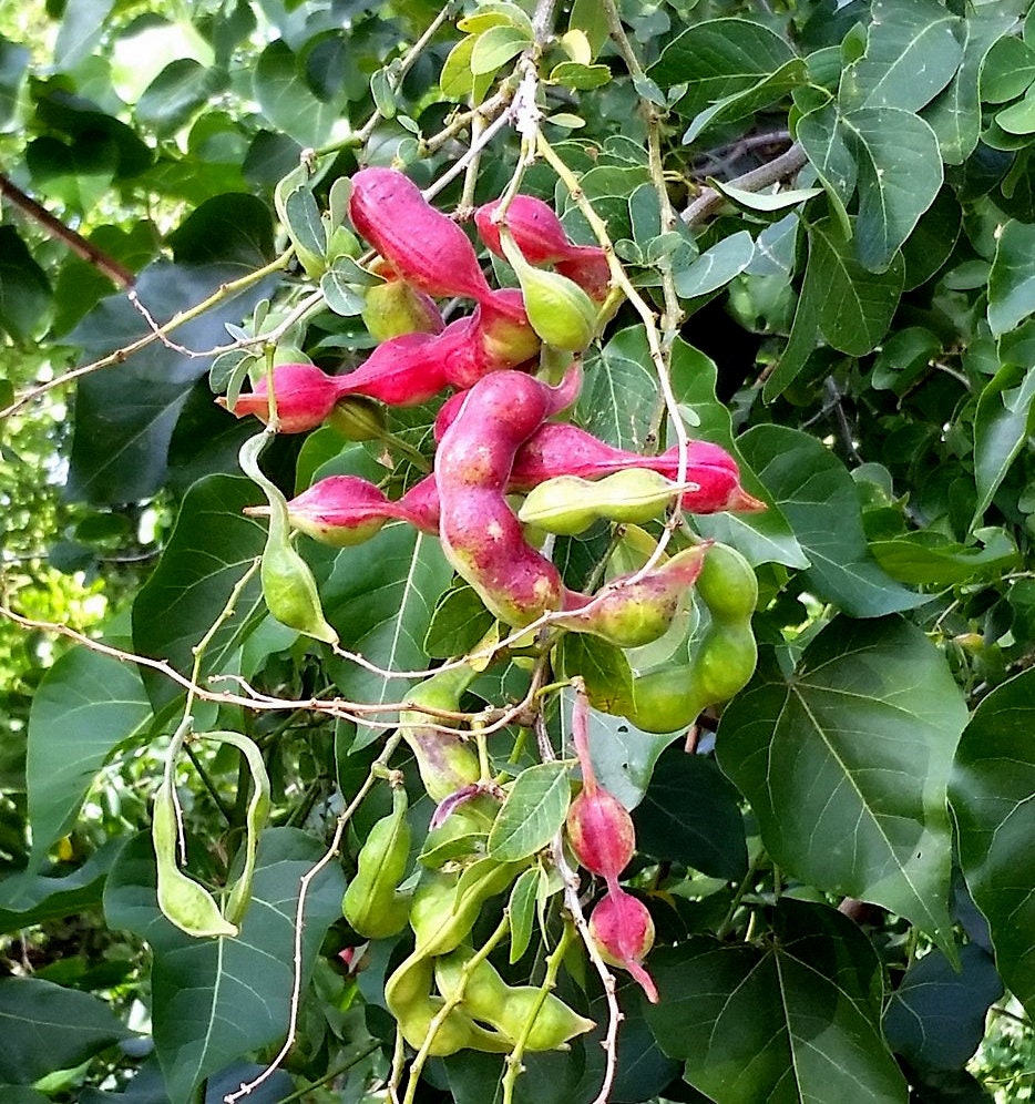 Manila Tamarind Pithecellobium Dulce 20 Seeds - Etsy