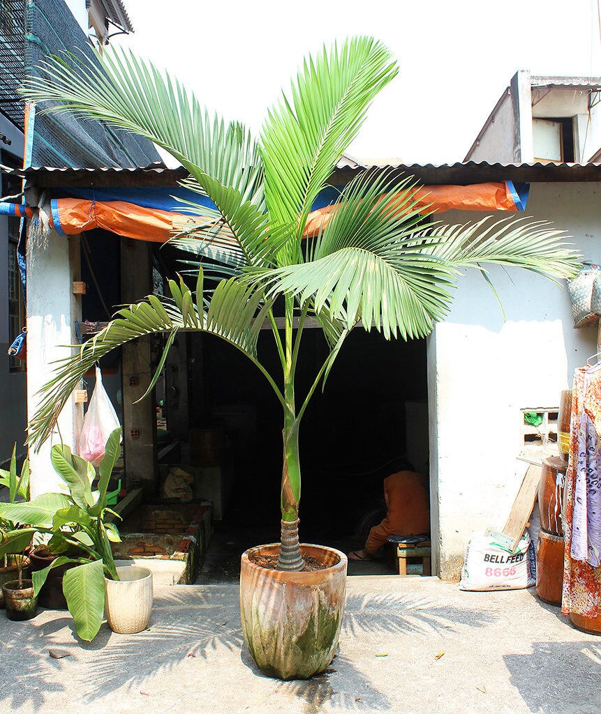 Archontophoenix Alexandrae Seed